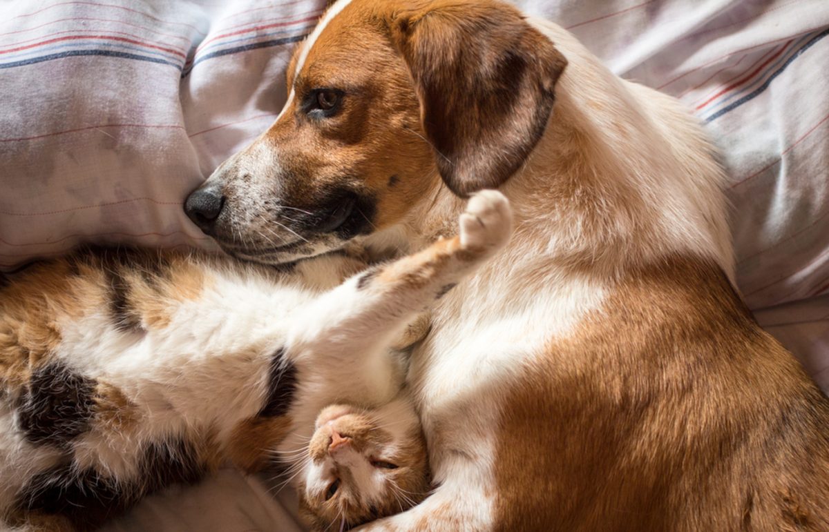 Companion Animal - Vet in Bastrop | Bastrop Veterinary Hospital